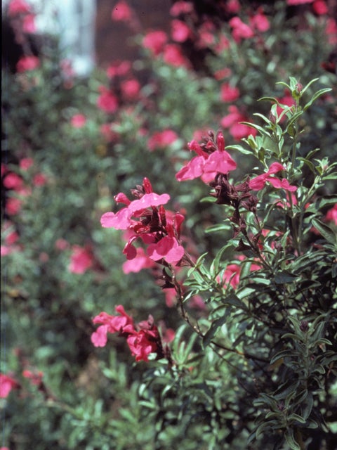 Salvia, Raspberry Royale | GCMGA Online Store