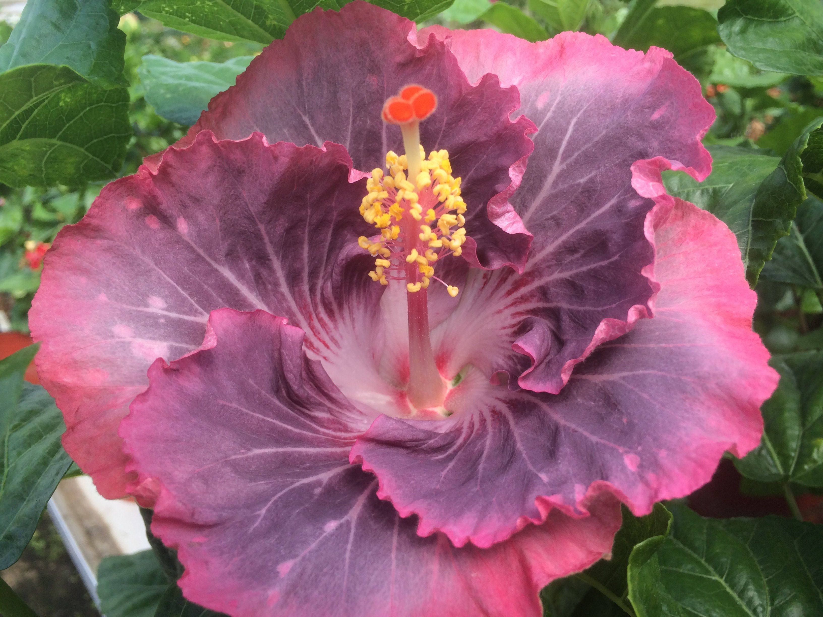 Hibiscus, Tropical, Pink Snow | GCMGA Online Store