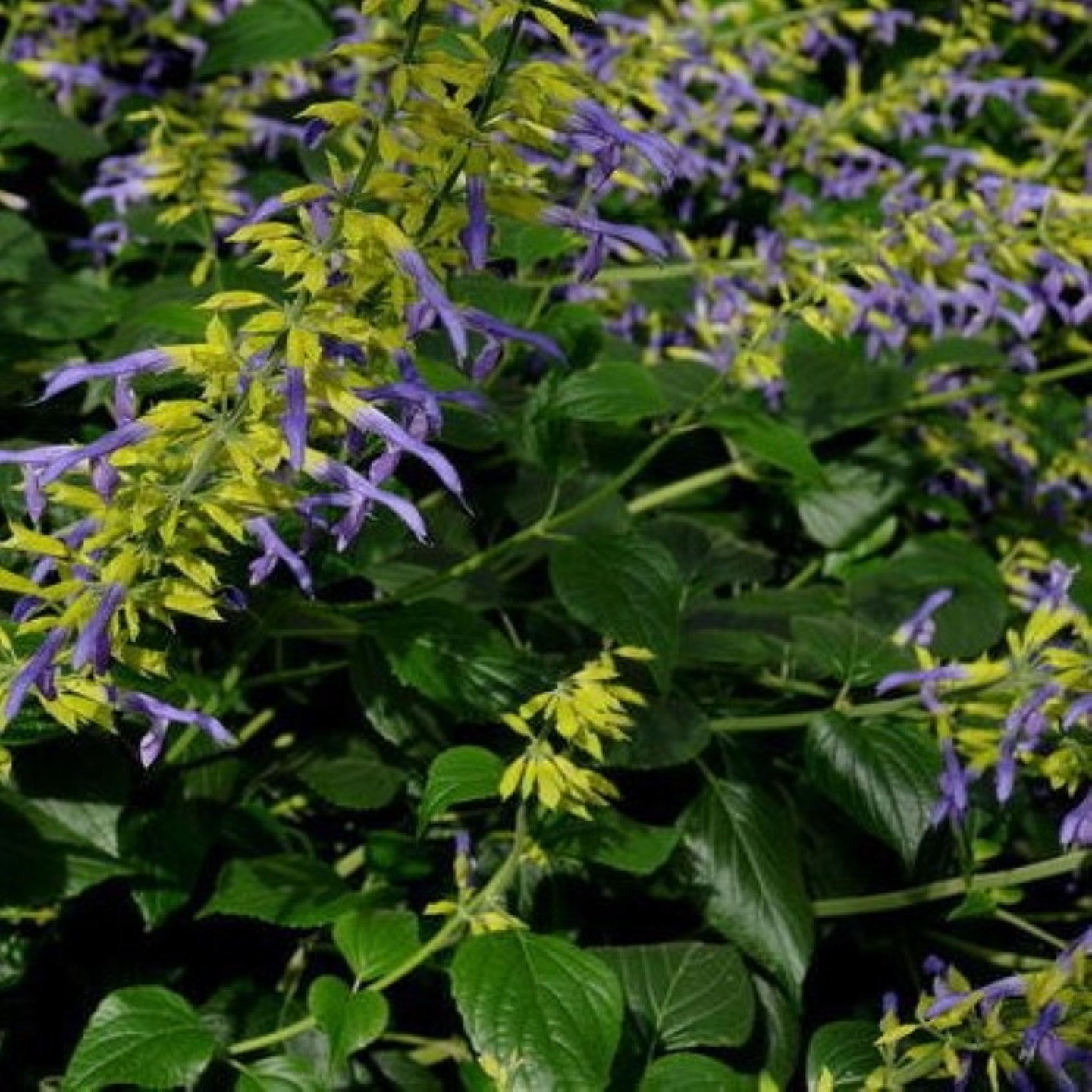 Salvia, Lolly Jackson | GCMGA Online Store