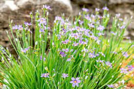 Grass, Blue Eyed Grass | GCMGA Online Store